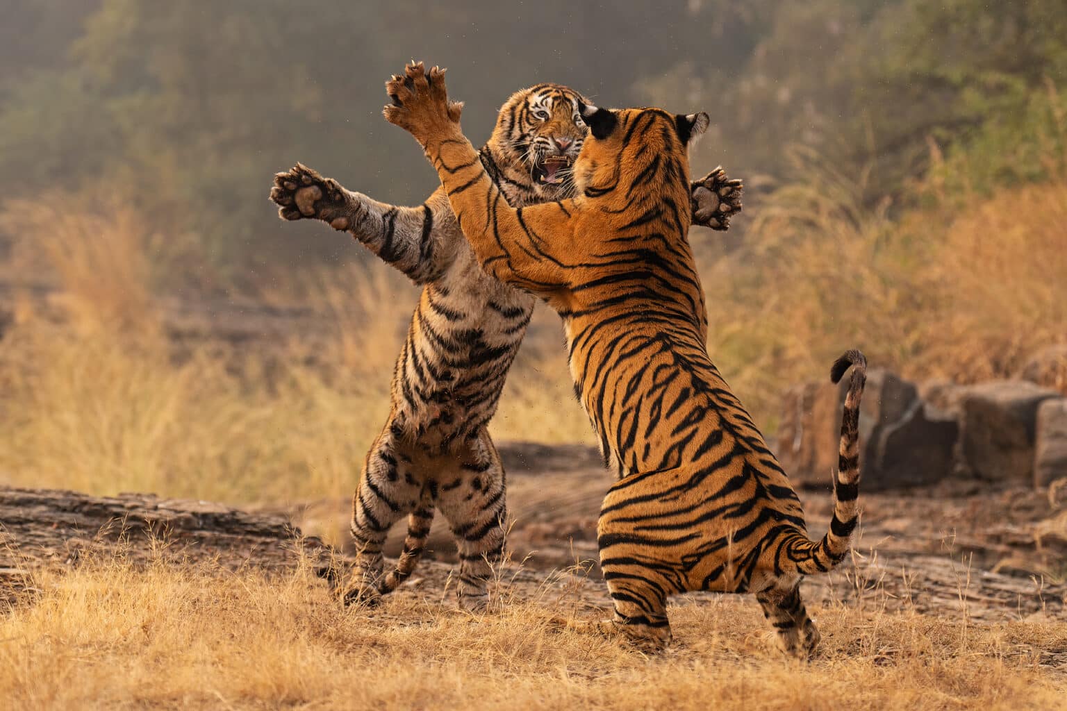 South Wales Based Wildlife Photographer Wins 2nd Award in a Month ...